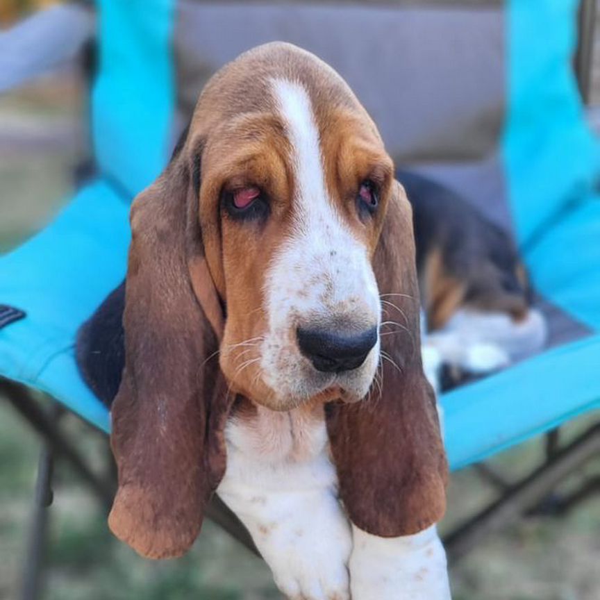 Щенки бассет хаунда