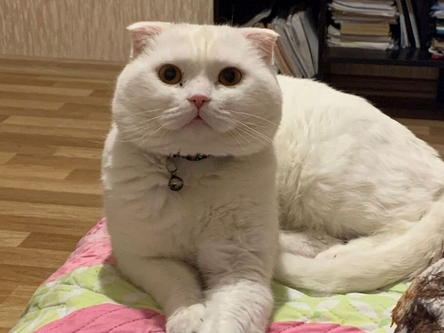 Кошки