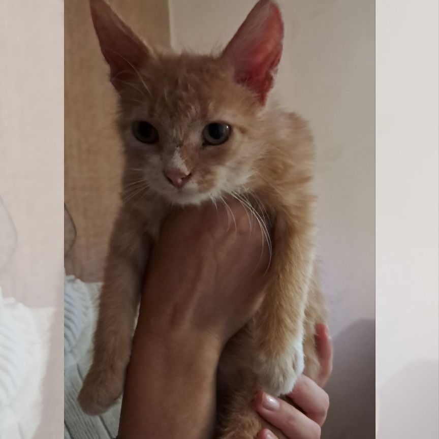 Рыжий котенок мальчик бесплатно