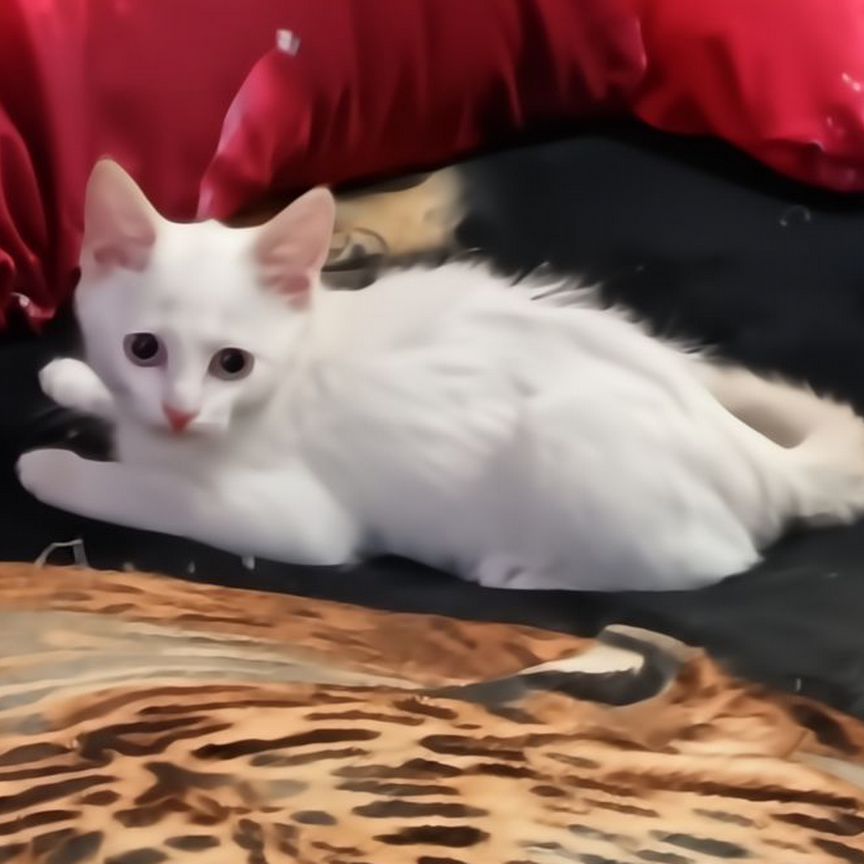 Сибирский котёнок