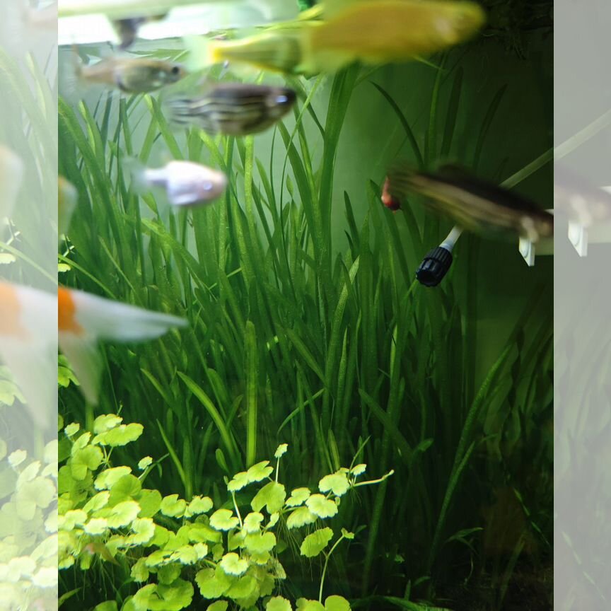 Аквариумные растения прополка