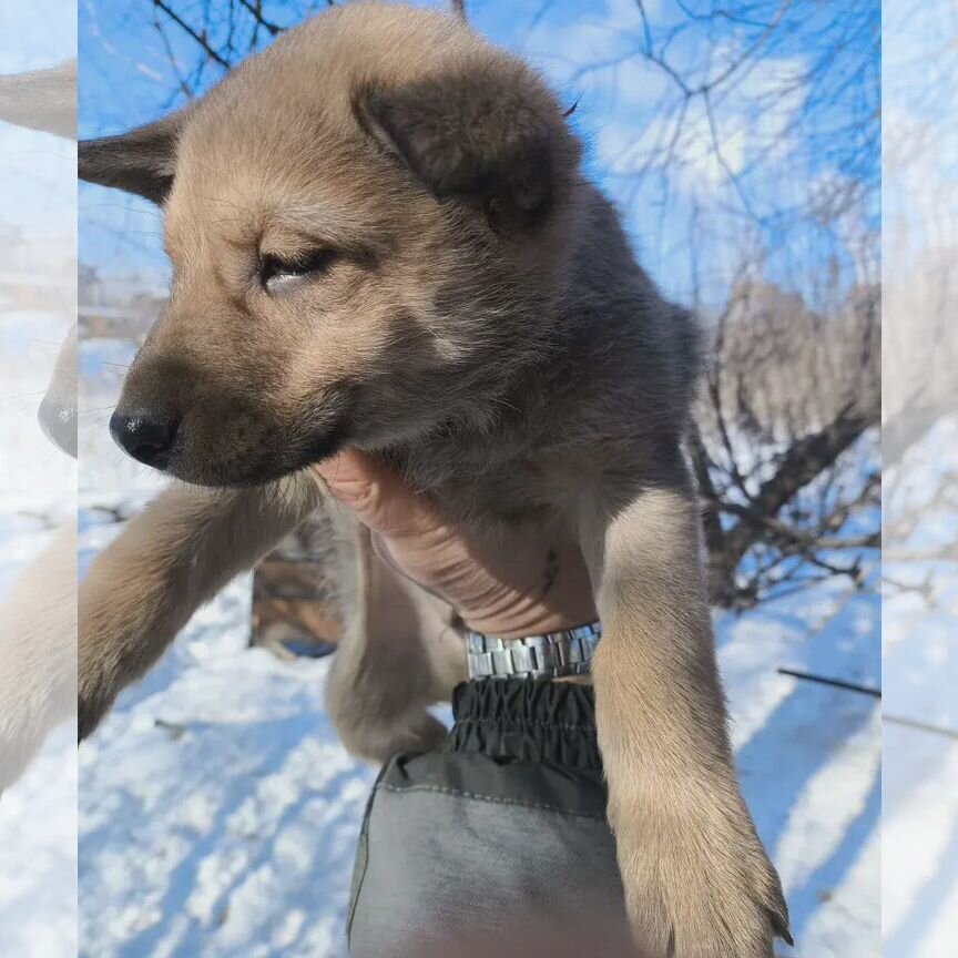 Щенок в добрые руки