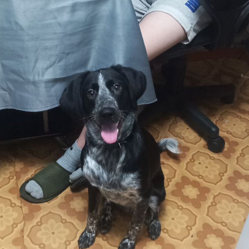 Взрослая собака в добрые руки