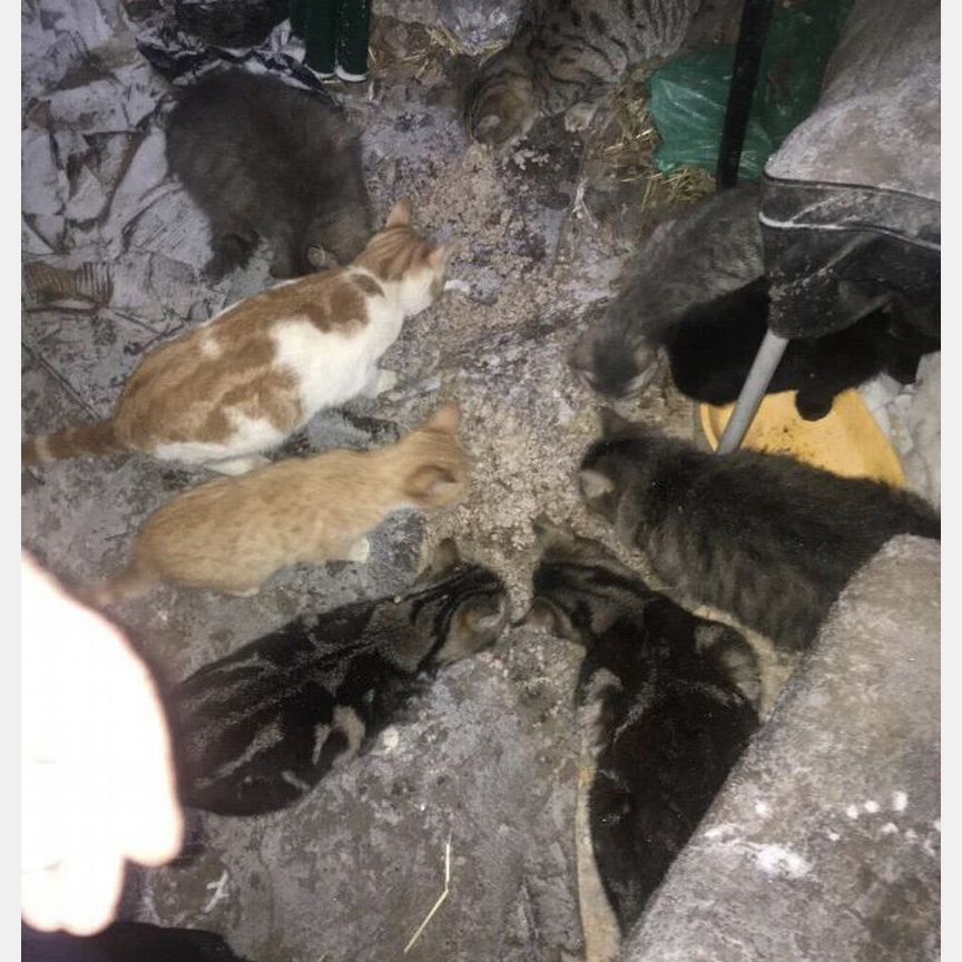 Кошки и собаки