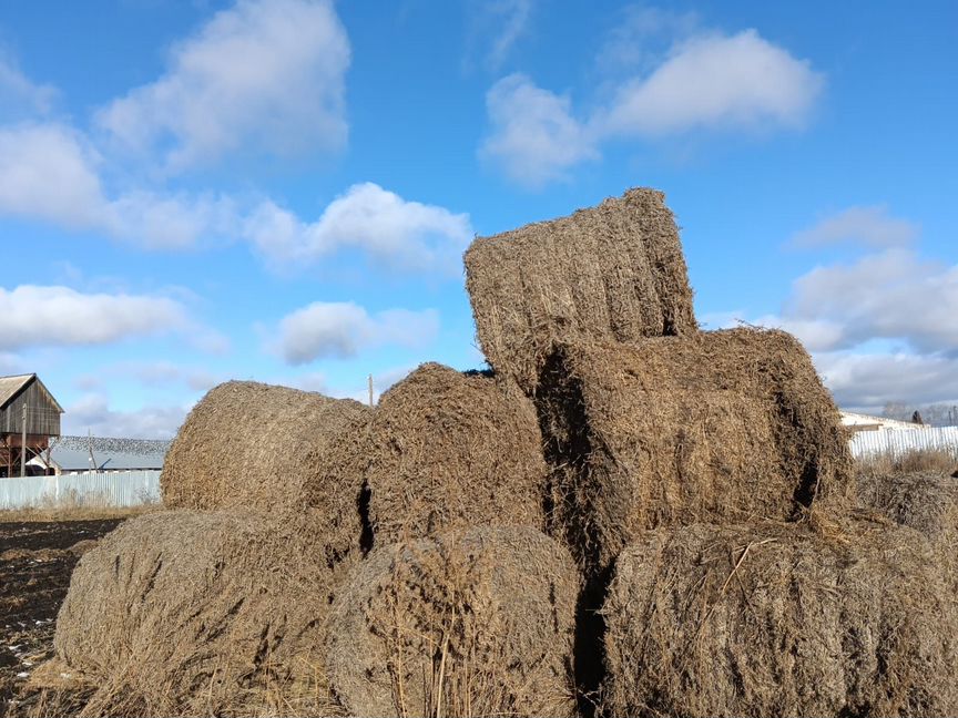 Солома Гороховая