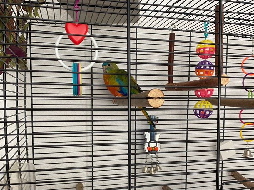 Травяной глянцевый попугай