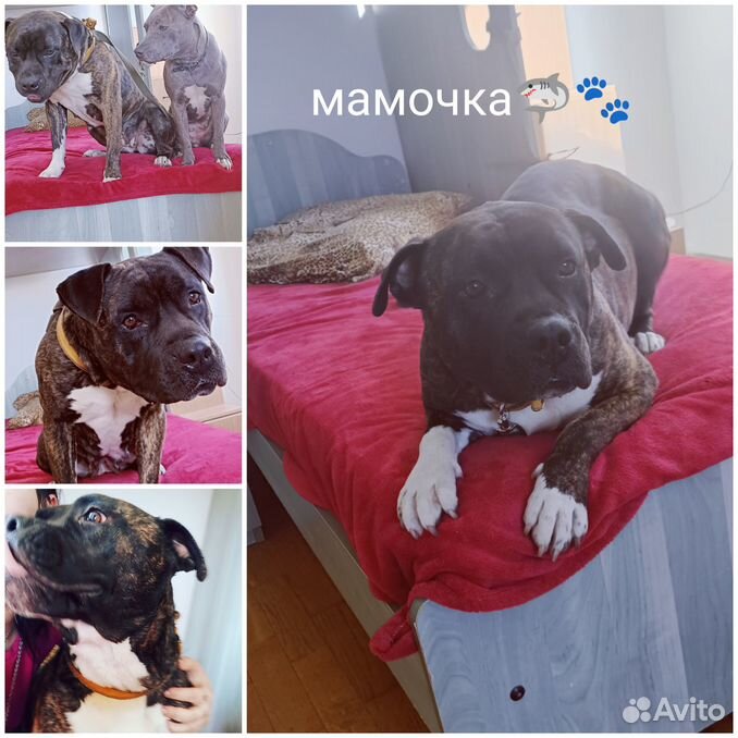 Щеночки Медвежата