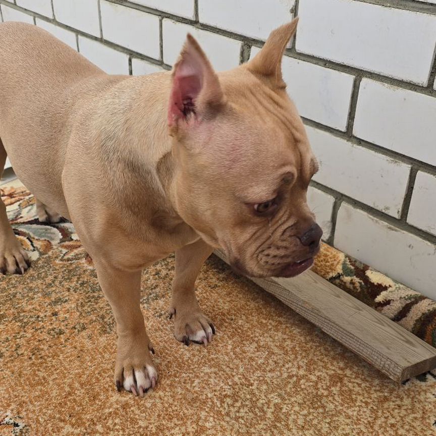 Американский булли, взрослая собака