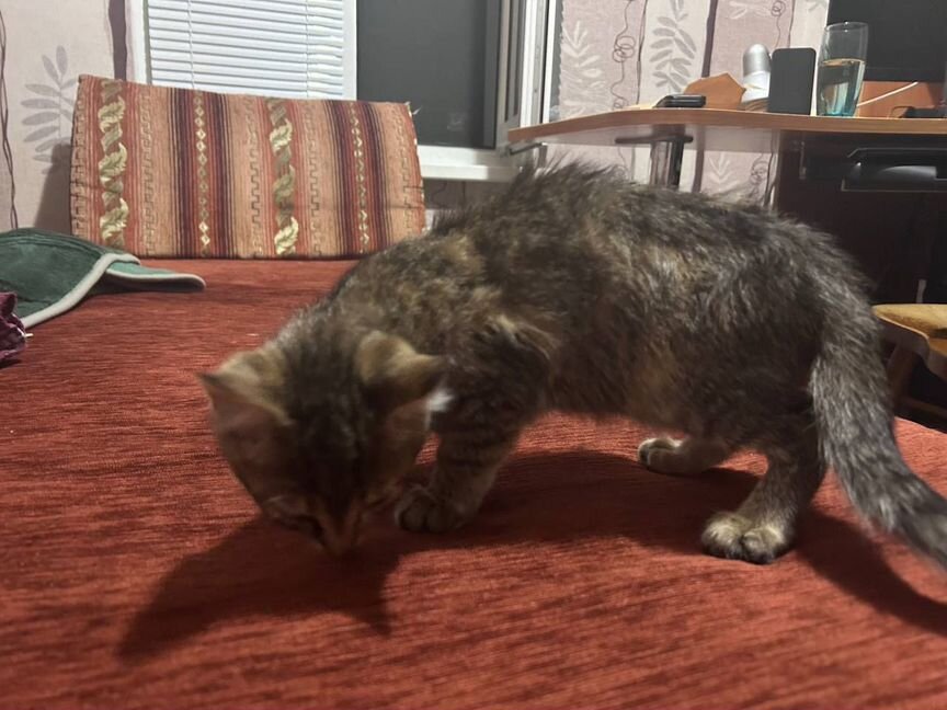 Котенок девочка