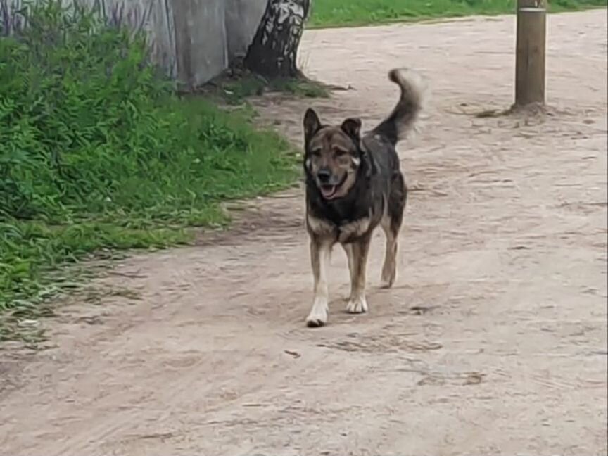 Собака в добрые руки