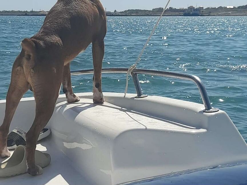 Боксер вязка