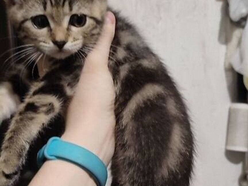 Котенок в добрые руки