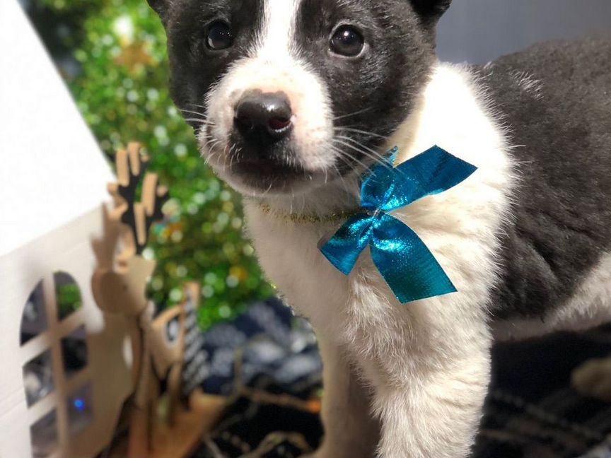 Щеночки в добрые руки