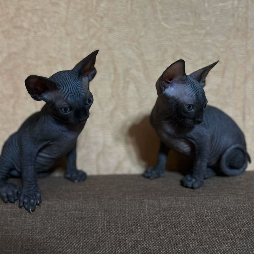 Канадский сфинкс котёнок