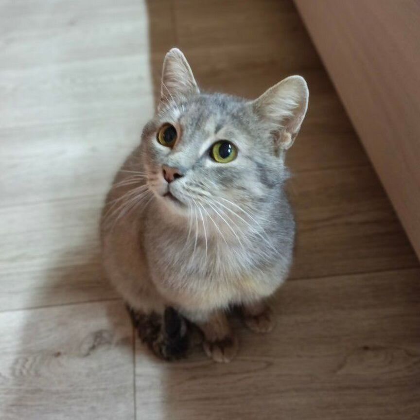 Кошки в добрые руки