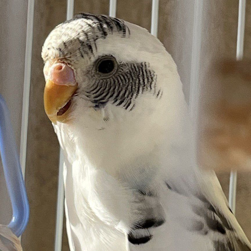 Волнистый попугай с клеткой