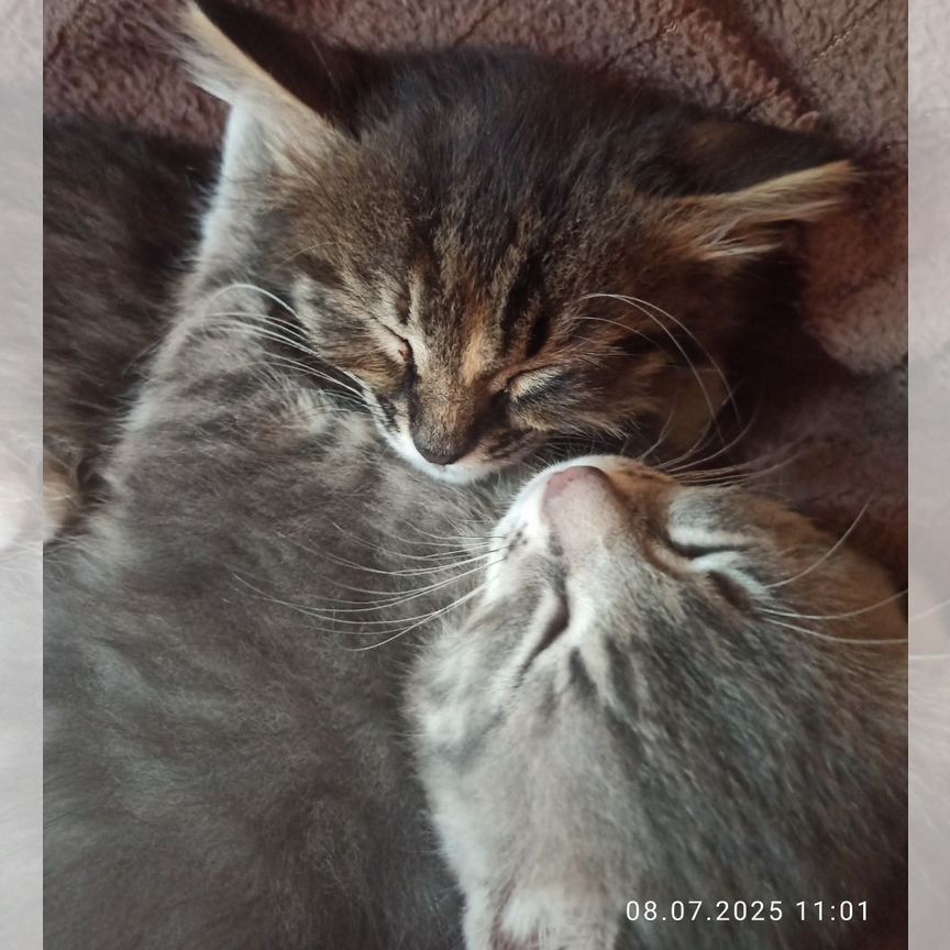 Котята в добрые руки девочки
