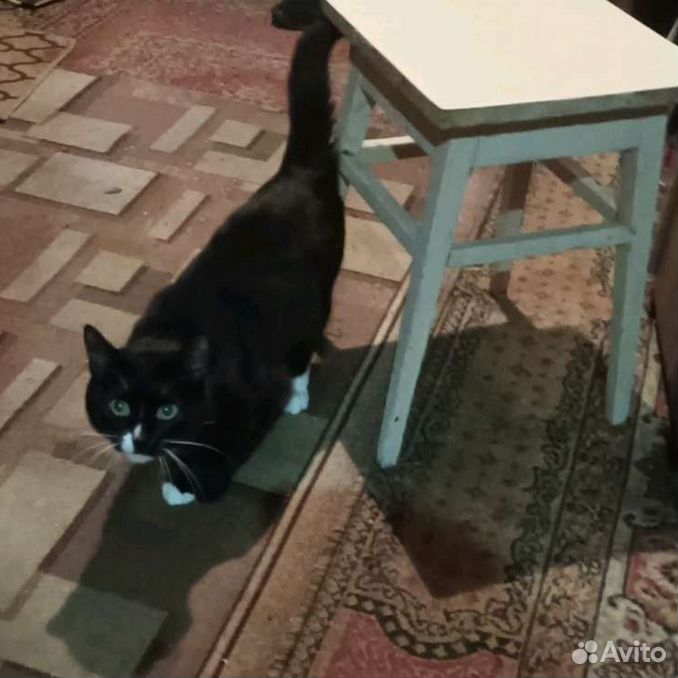 Котик Максик