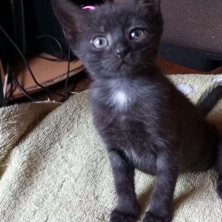 Котенок Черника в дар