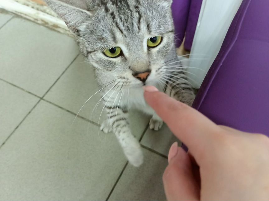 Прибилась кошка