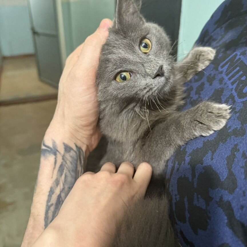 Котенок девочка в добрые руки