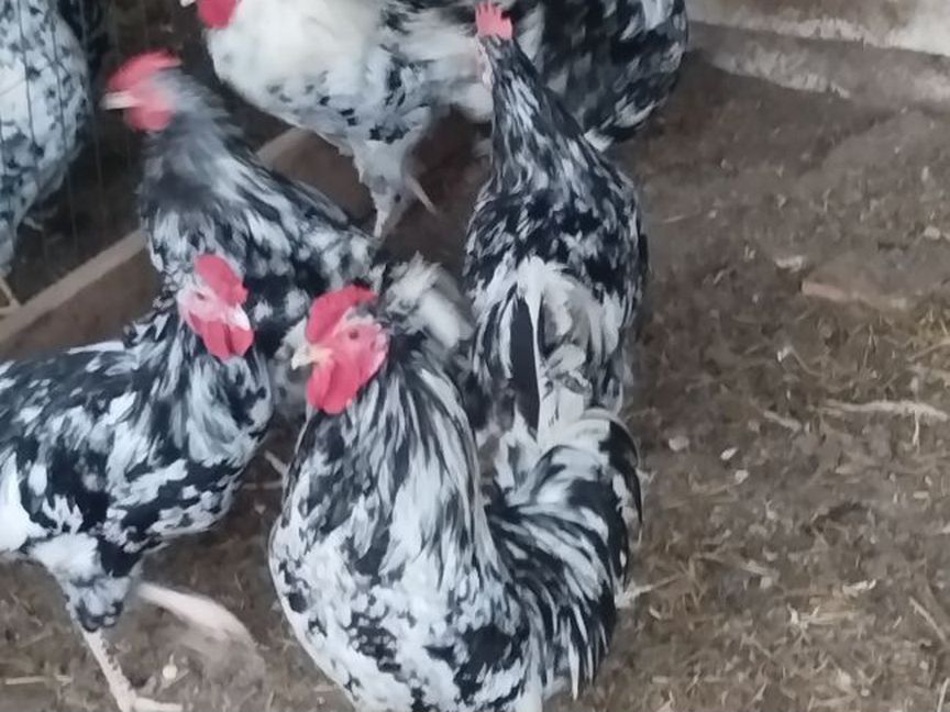 Молодые петухи. Австролорп чёрно пёстрый