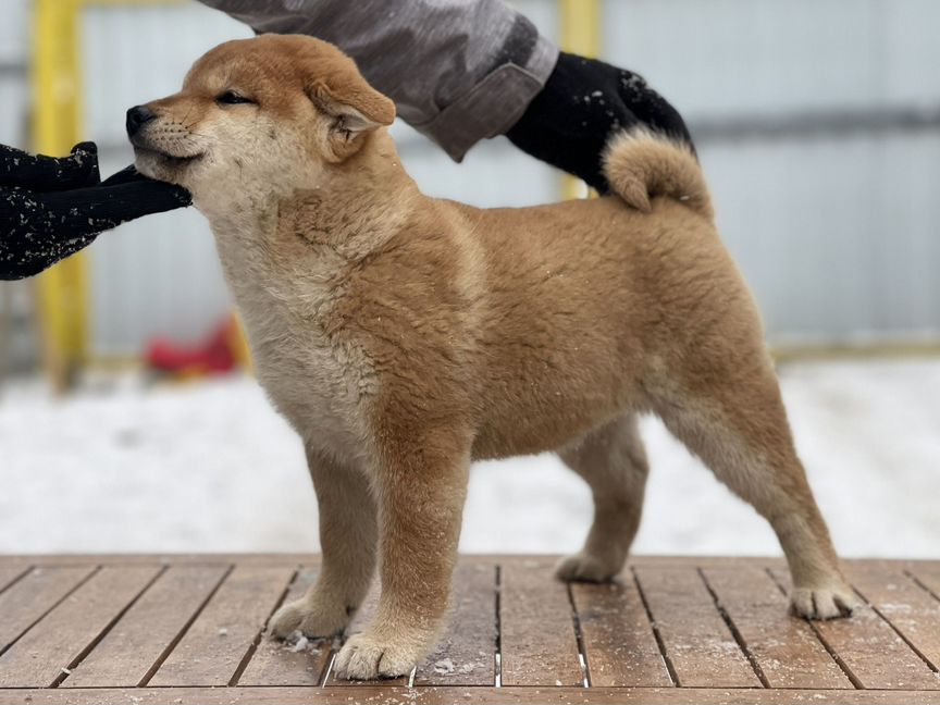 Сиба шиба ину, щенки