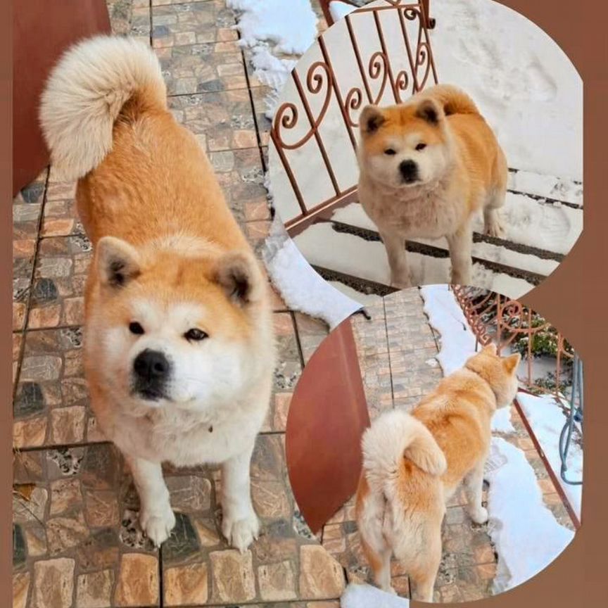 Девочка 3 года, Юта. Хозяин уходит на сво