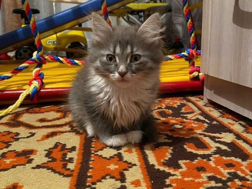 Котенок в добрые руки