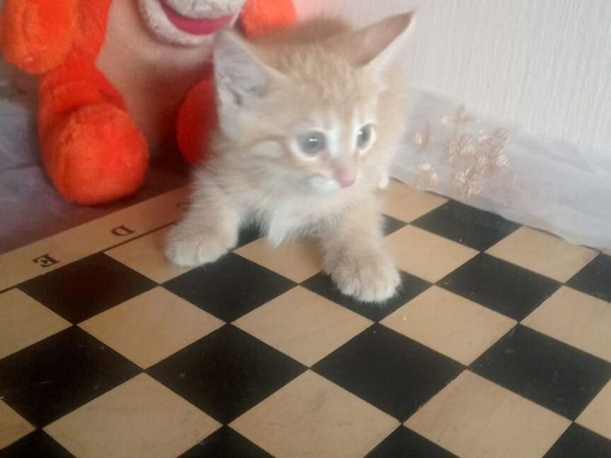 Котята-девочки