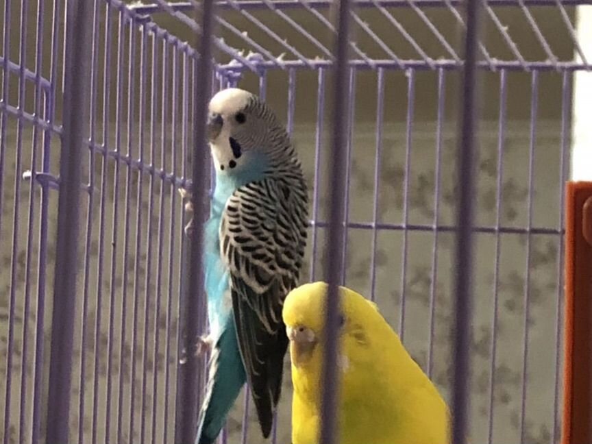 Волнистый попугай