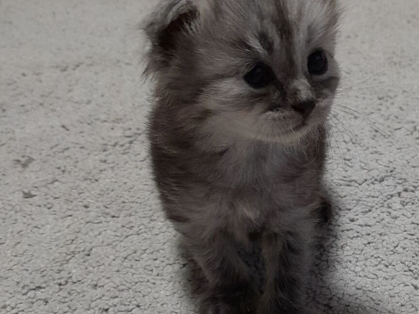 Шотландские котята