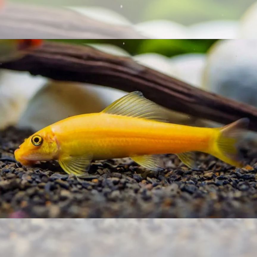 Китайский водорослеед