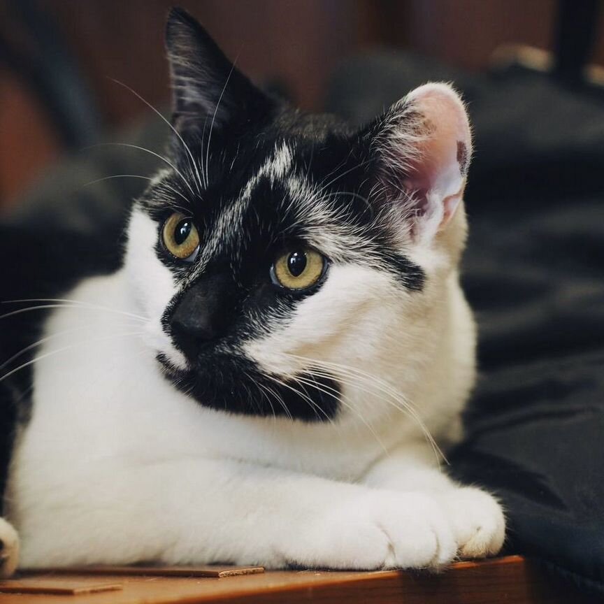 Яркий котик Дюша