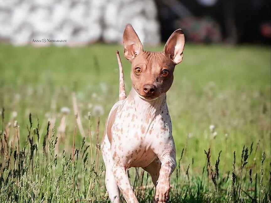 Американский голый терьер вязка