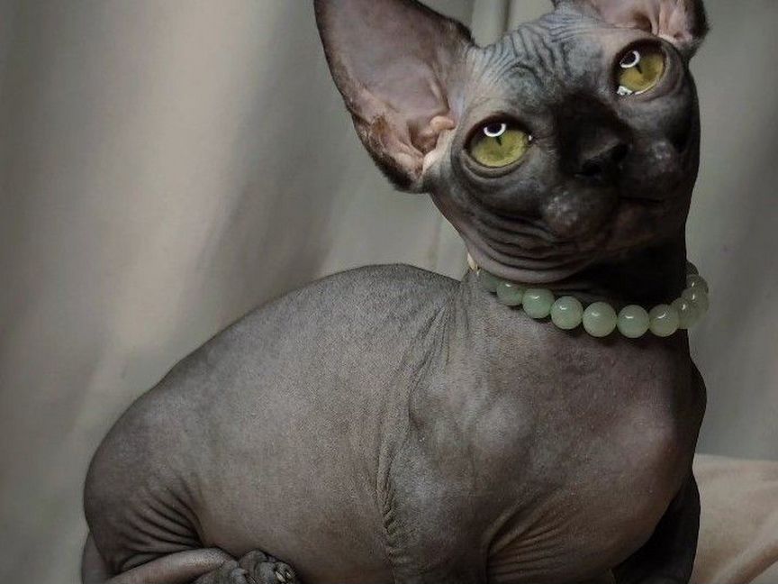 Котята бамбино канадский сфинкс