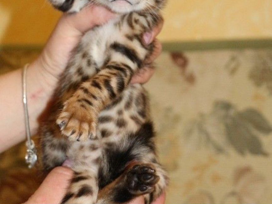 Бенгальская-красотка