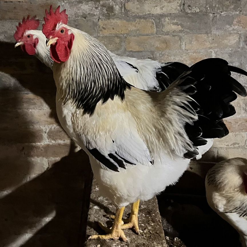 Куры петухи