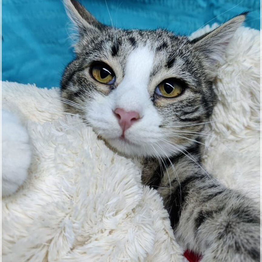 Нежный котенок девочка