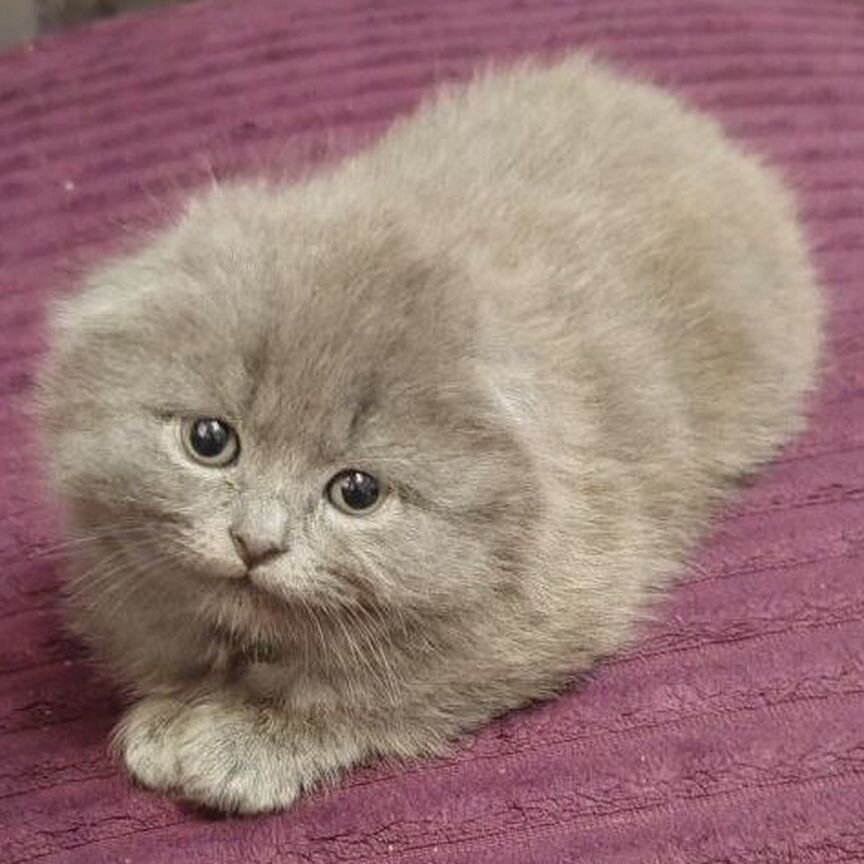Шотландский вислоухий длинношёрстный котёнок