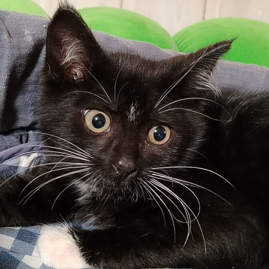 Котенок ищет дом