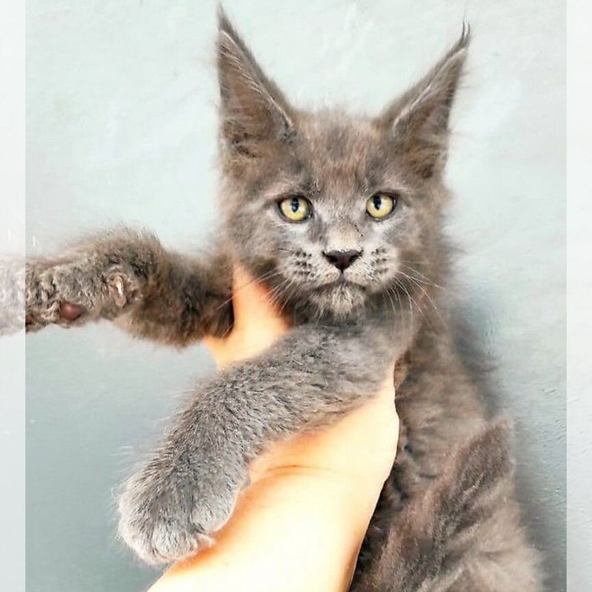 Мейн-кун голубой солид мальчик