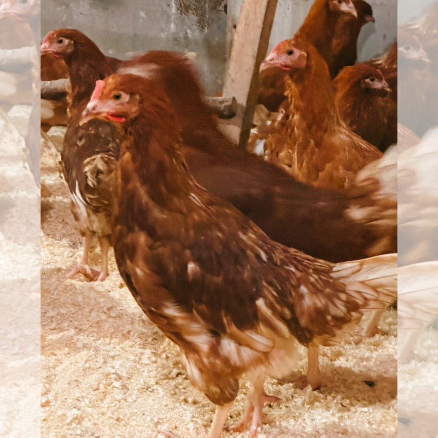 Лучшие куры домашние от фермера