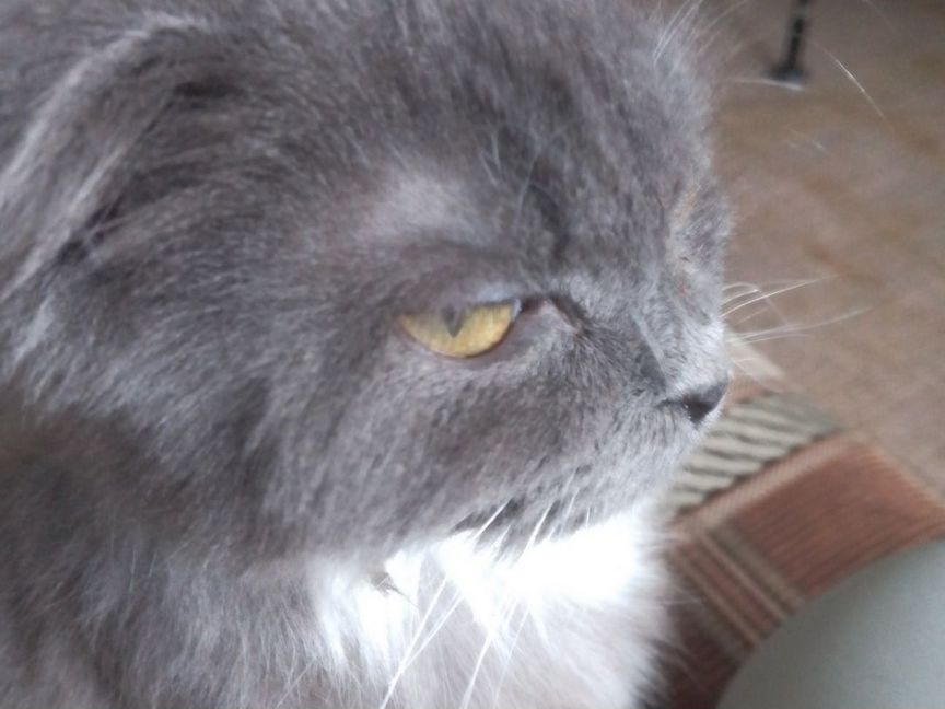 Продам британскую вислоухую кошечку