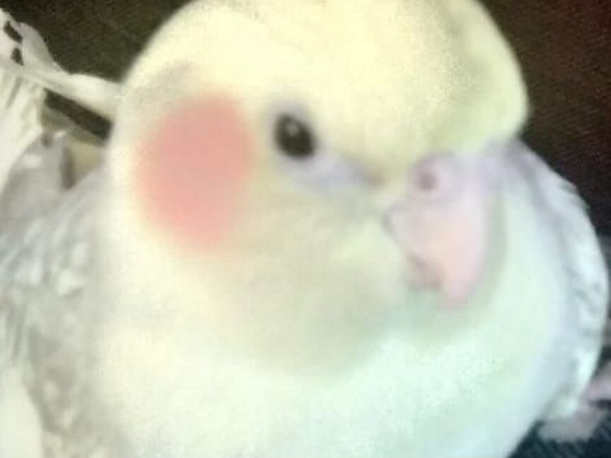 Потерялся попугай