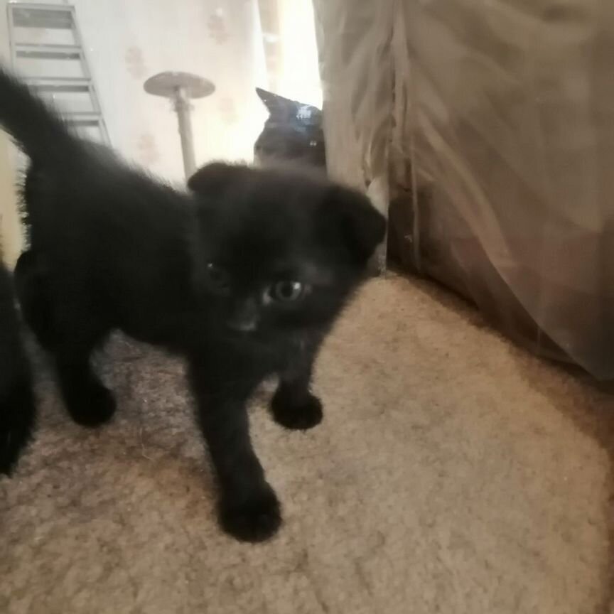 Котята в добрые руки бесплатно