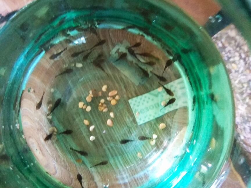 Отдам молодых анцитрусов 40 штук, размер от 1,5см