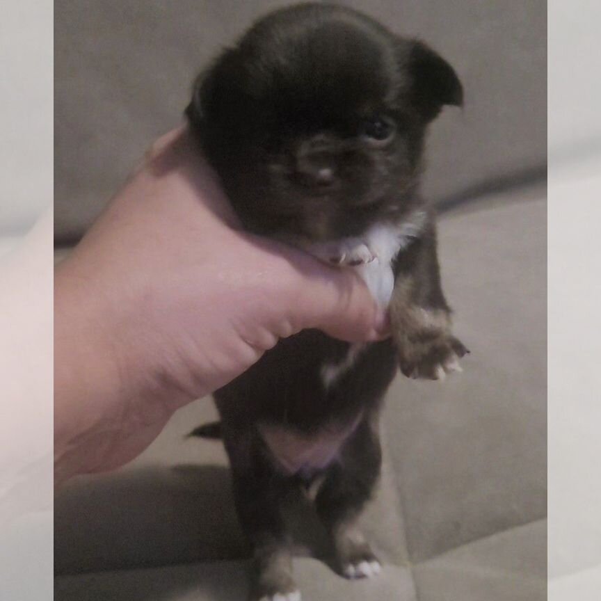 Чихуахуа, щенок