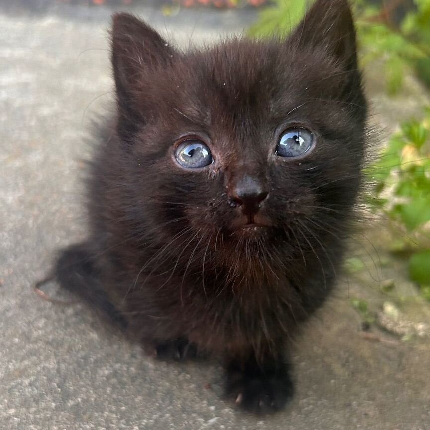Котёнок в добрые руки