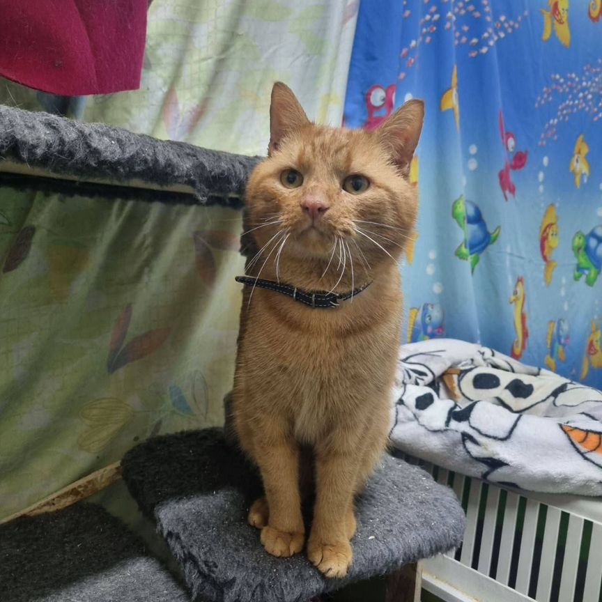 Котик в добрые руки